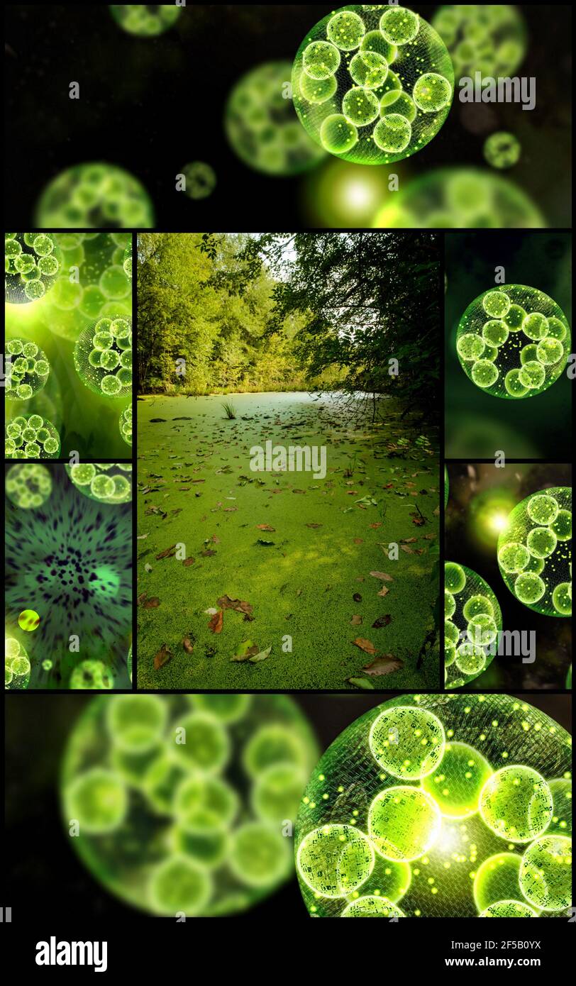 Chlorella Microscope