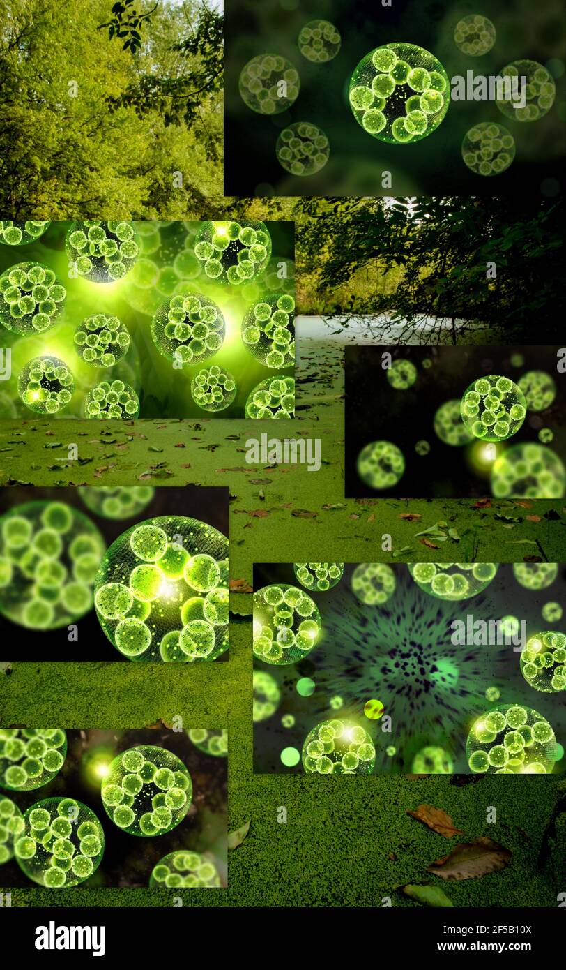 Green single cell chlorella algae microscopic conceptual 3D ...