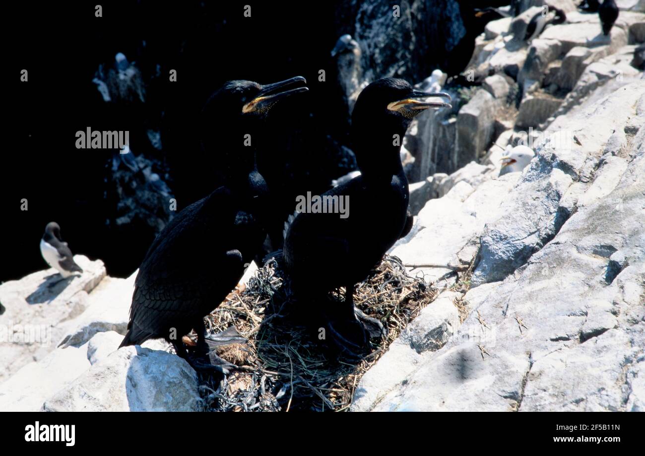 Aves class of birds hi-res stock photography and images - Alamy