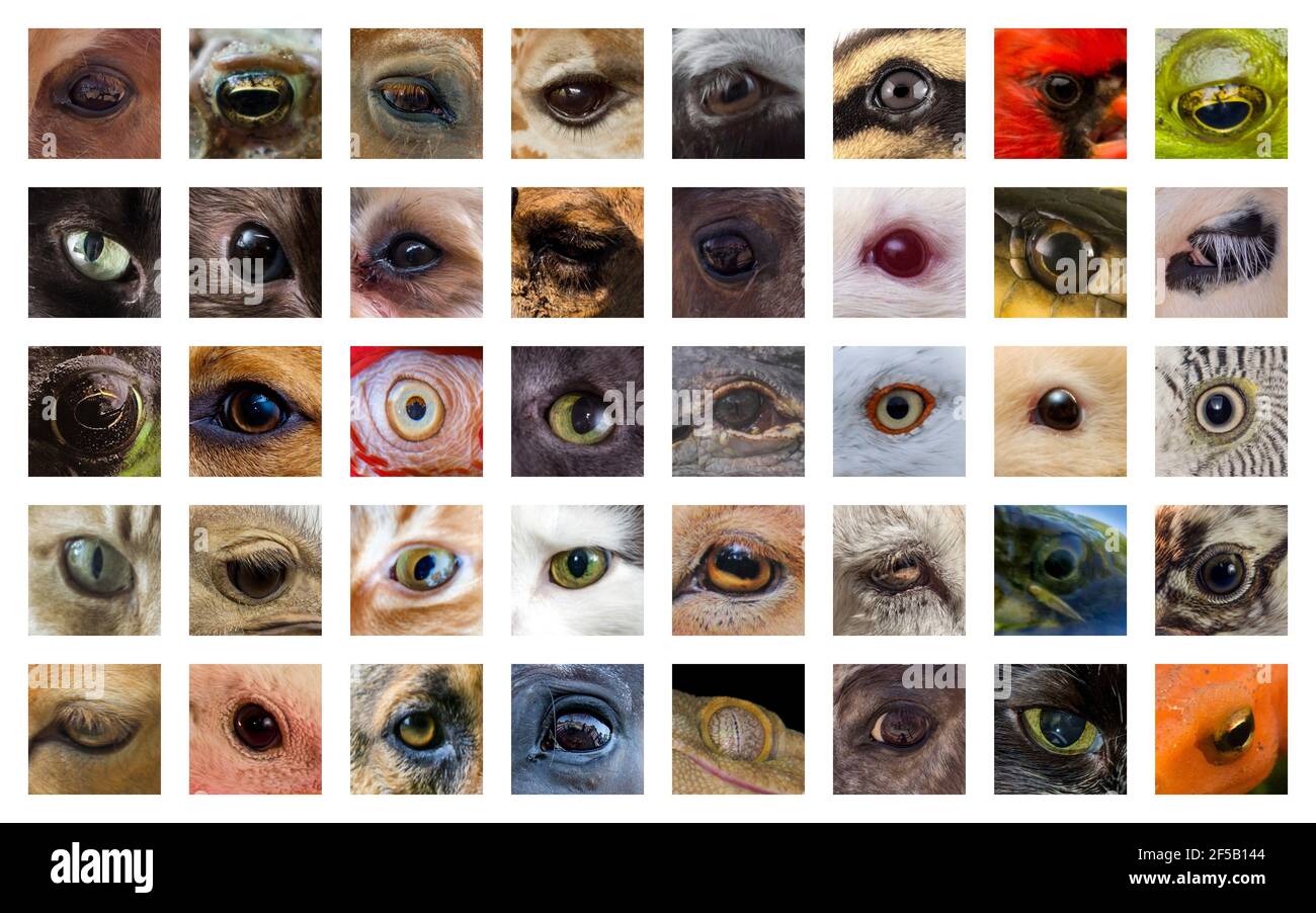 Types Of Animal Eyes