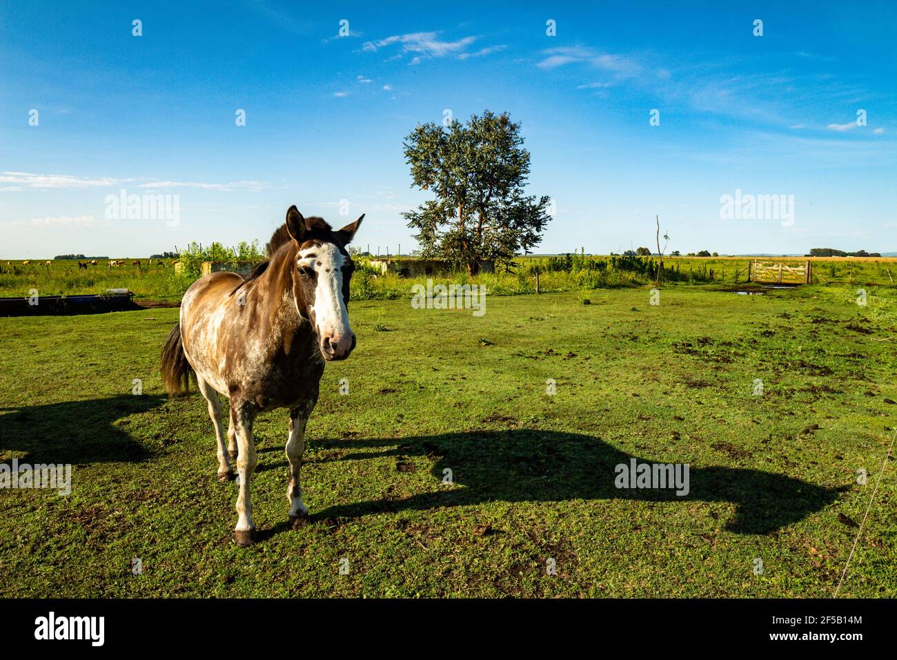 Beautiful brown and white horse in the field. Race animal. Equines in ...