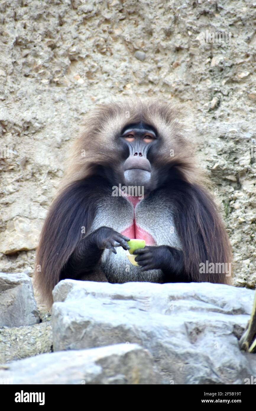 Fluffy exotic Gelada monkey in the zoo Stock Photo - Alamy