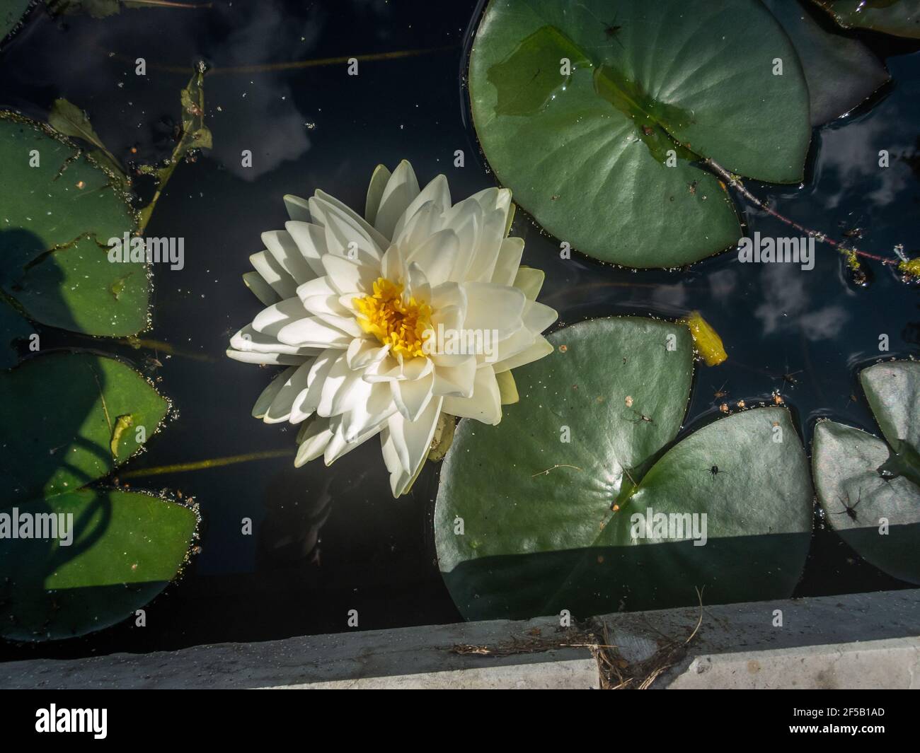 Top view water lilies lake hi-res stock photography and images - Alamy