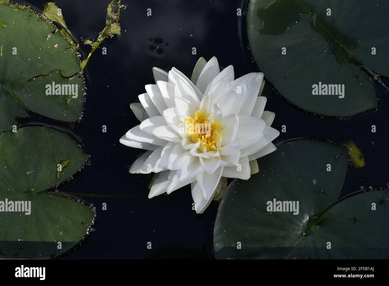 Top view water lilies lake hi-res stock photography and images - Alamy