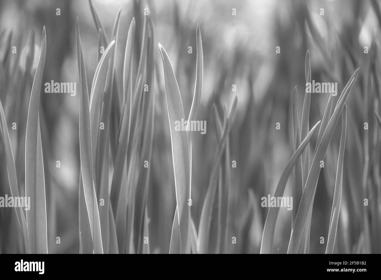 Fresh elongated monochrome leaves wallpaper Stock Photo - Alamy