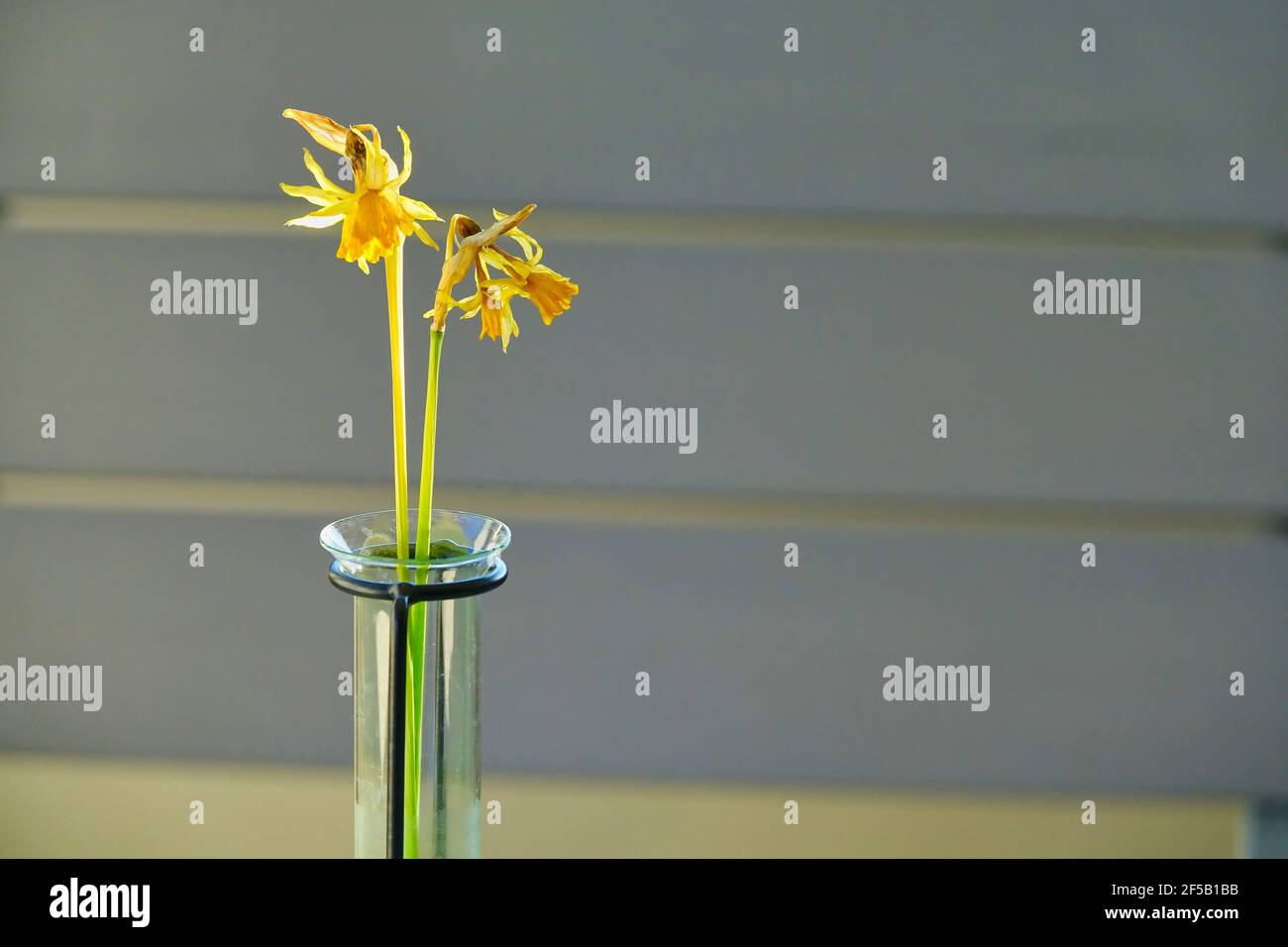 Yellow tube flowers hi-res stock photography and images - Alamy