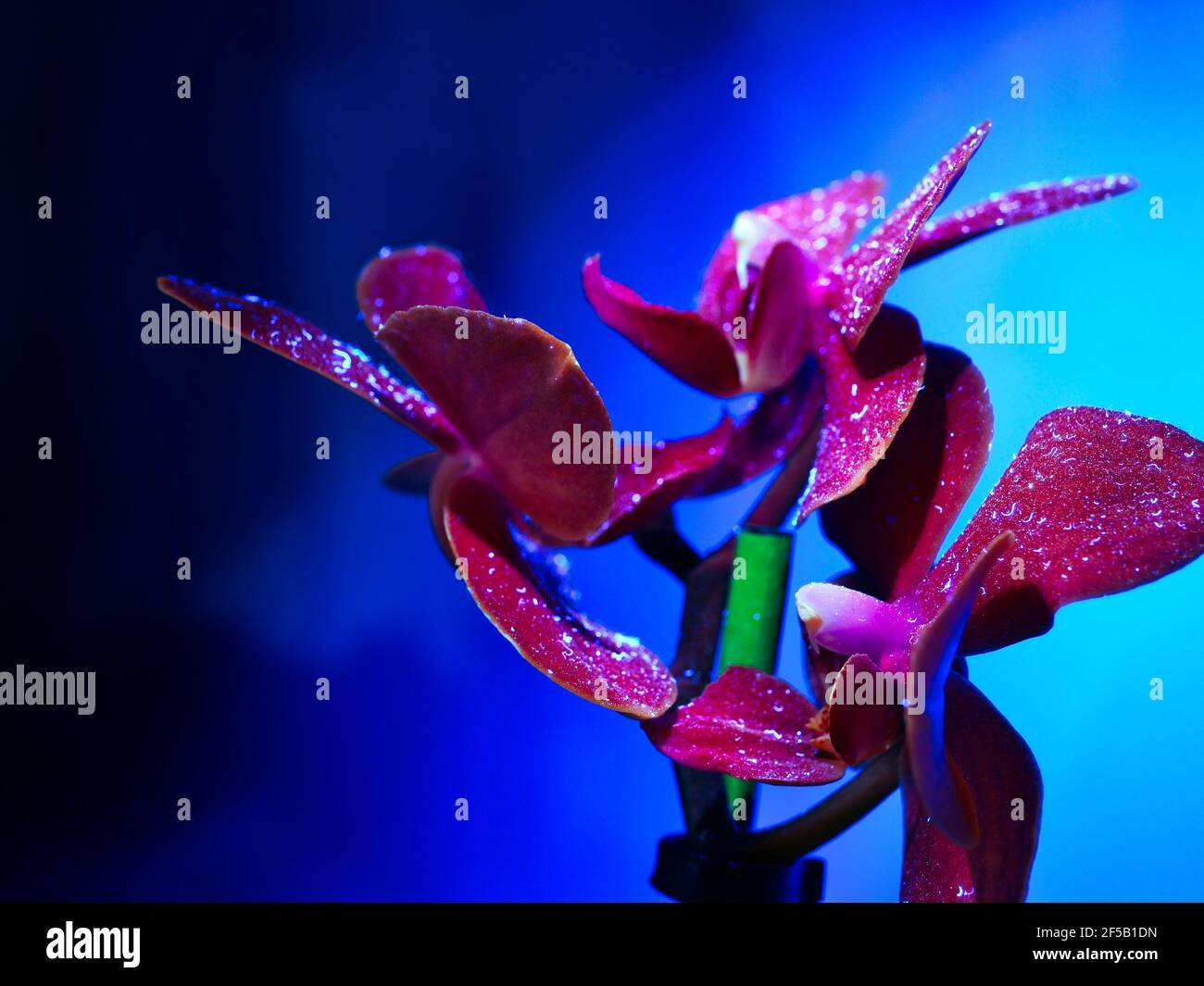 Amazing orchids in UV light Stock Photo - Alamy