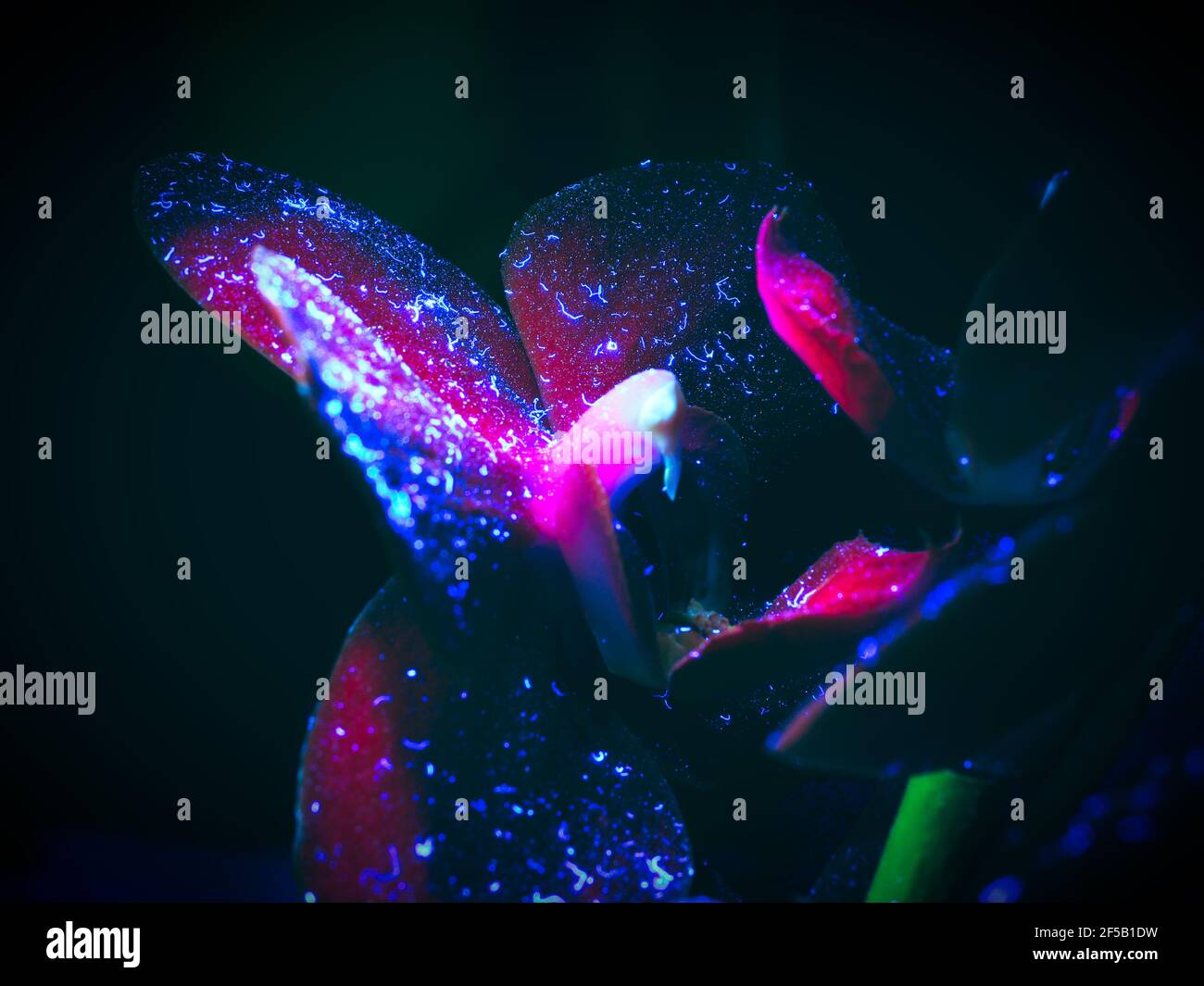 Amazing orchids in UV light Stock Photo - Alamy