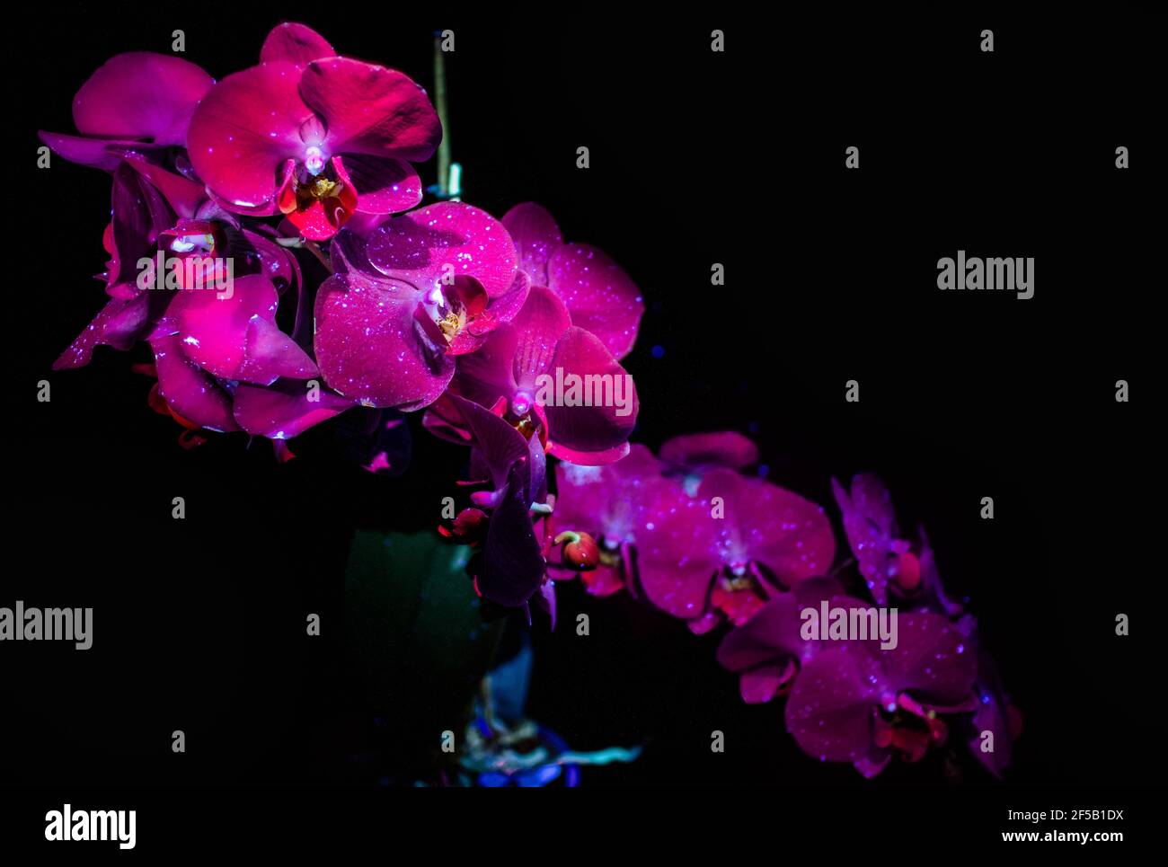 Amazing orchids in UV light Stock Photo - Alamy
