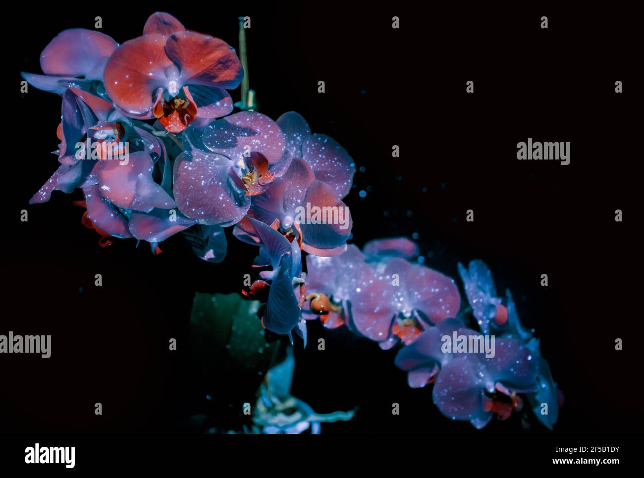 Amazing orchids in UV light Stock Photo - Alamy