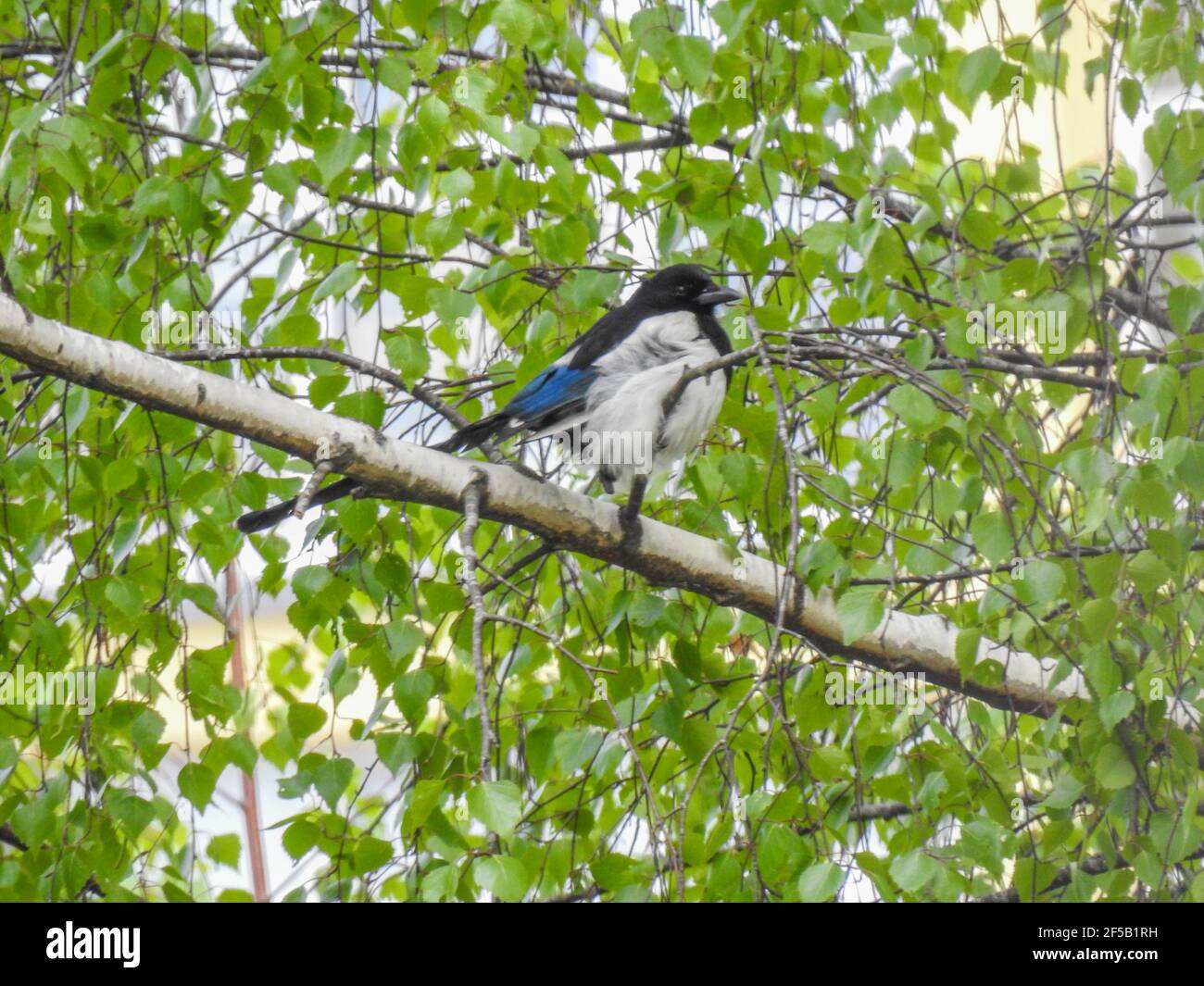 The oriental magpie-robin is a small passerine bird occurring across ...