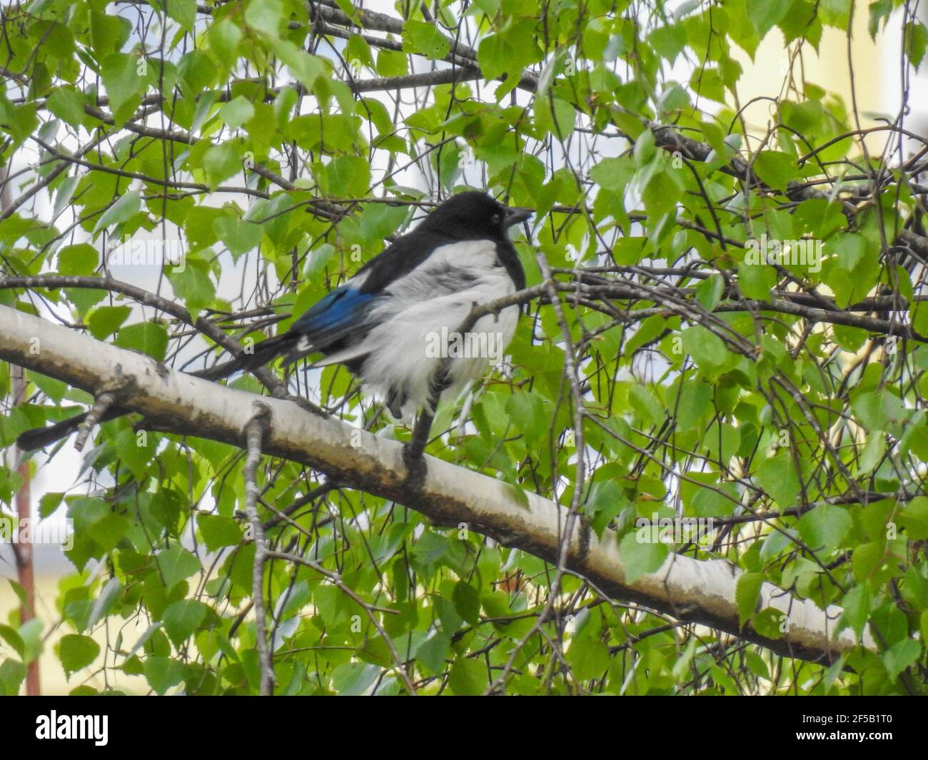 The oriental magpie-robin is a small passerine bird occurring across ...