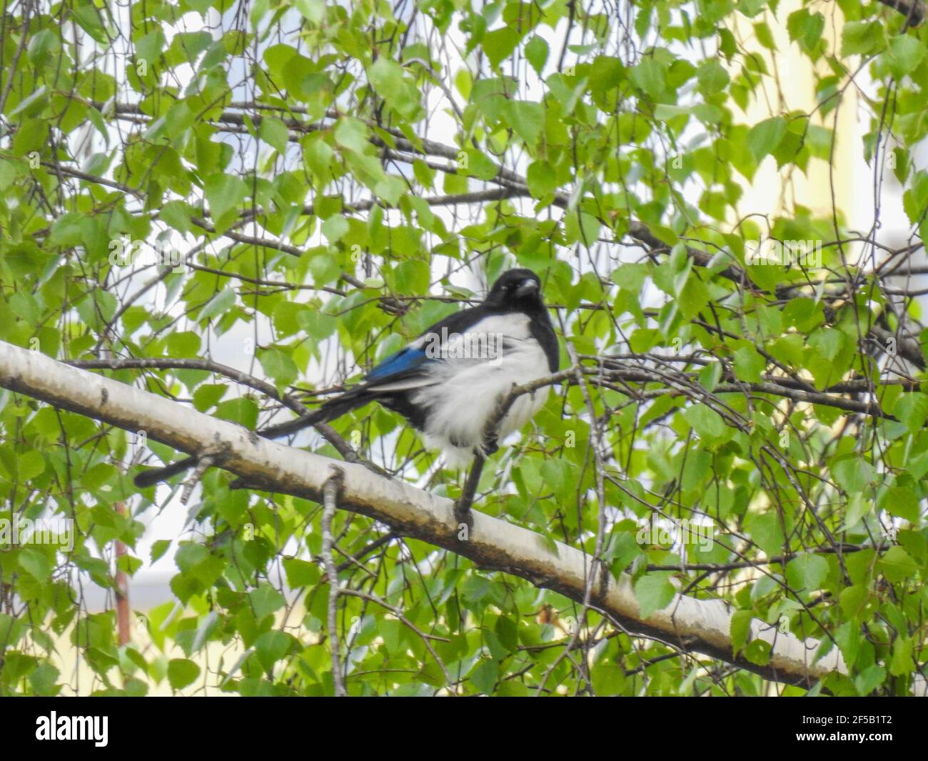 Singing male indian robin hi-res stock photography and images - Alamy