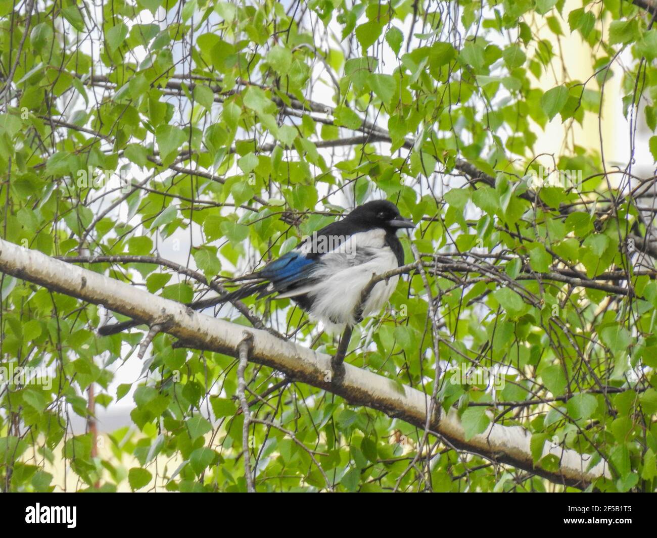 The oriental magpie-robin is a small passerine bird occurring across ...