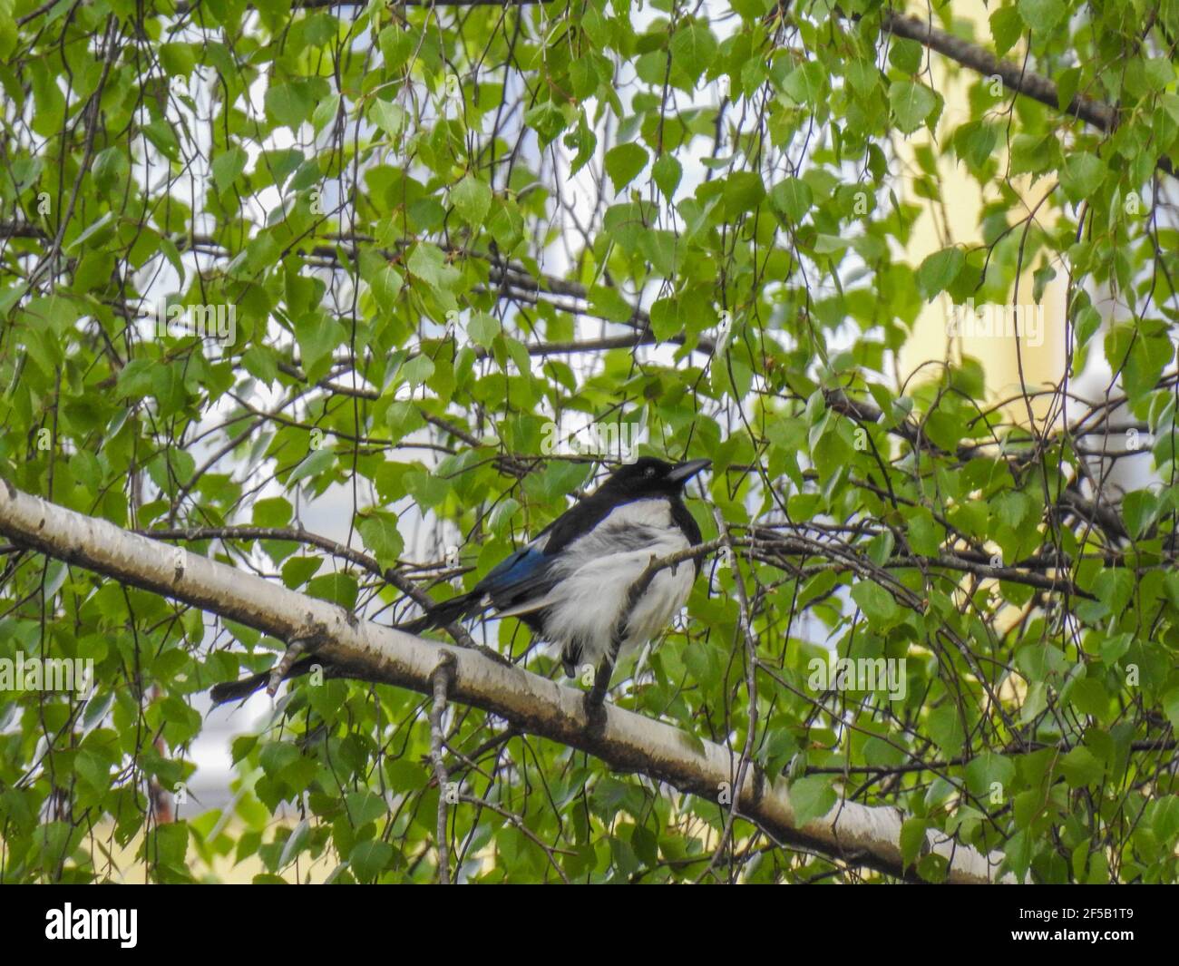 The oriental magpie-robin is a small passerine bird occurring across ...