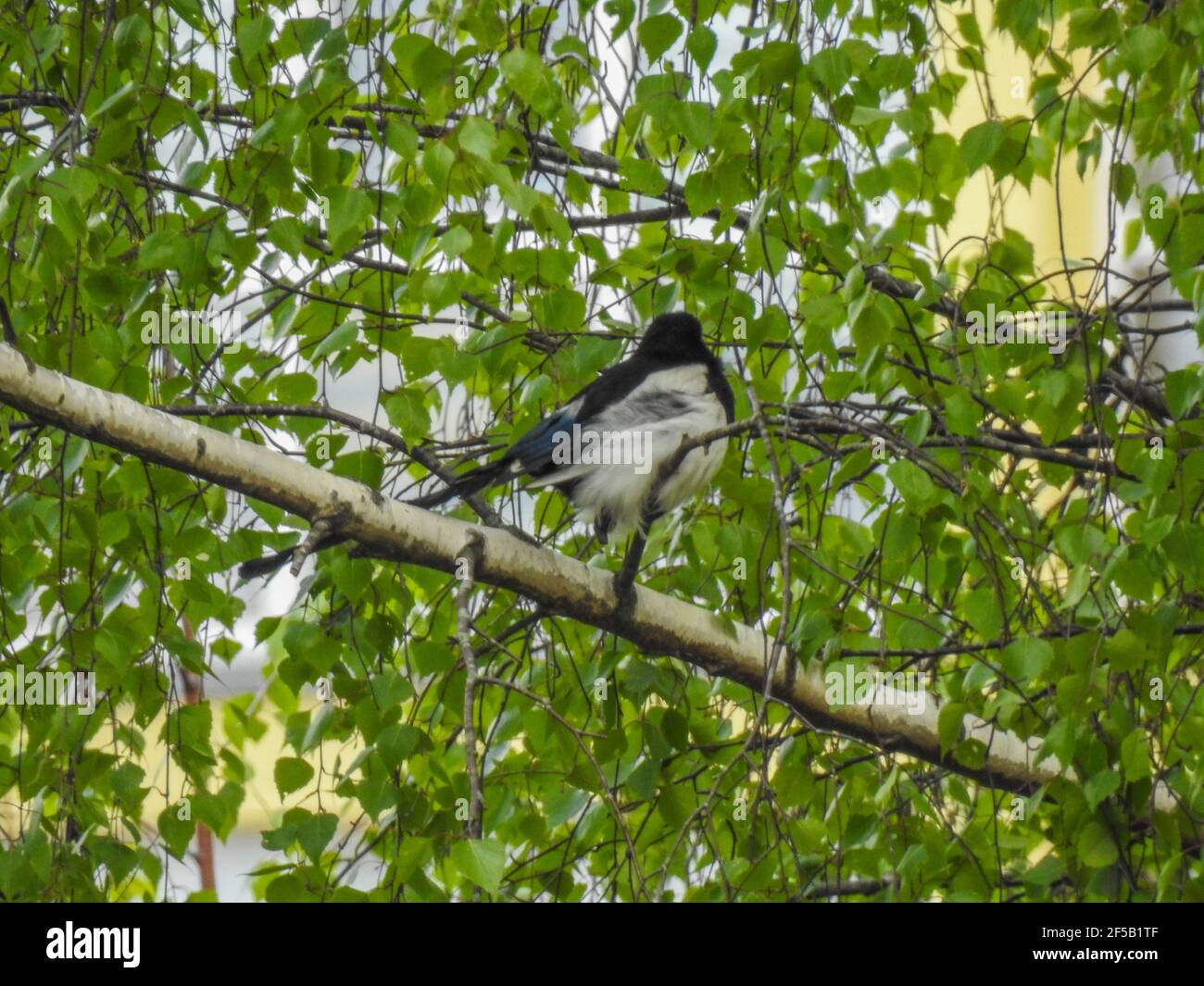 Singing male indian robin hi-res stock photography and images - Alamy