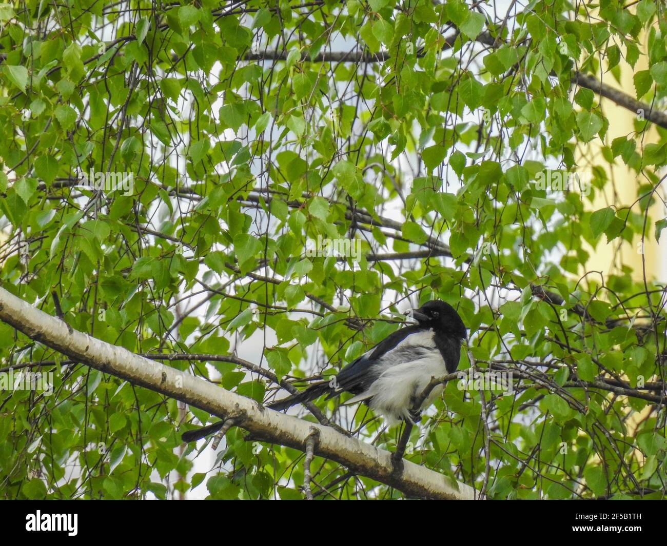 Indian robin bird singing hi-res stock photography and images - Alamy