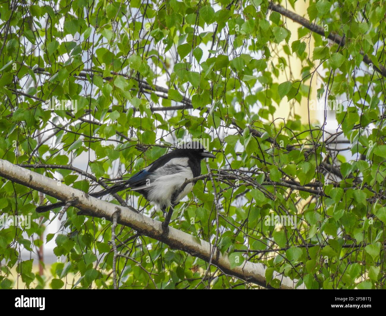 Singing indian robin hi-res stock photography and images - Alamy