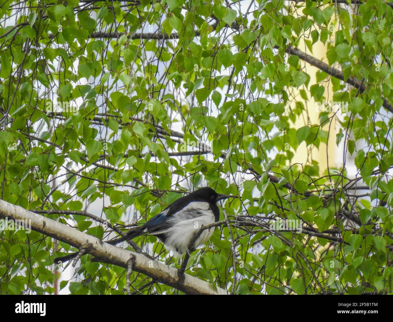 The oriental magpie-robin is a small passerine bird occurring across ...