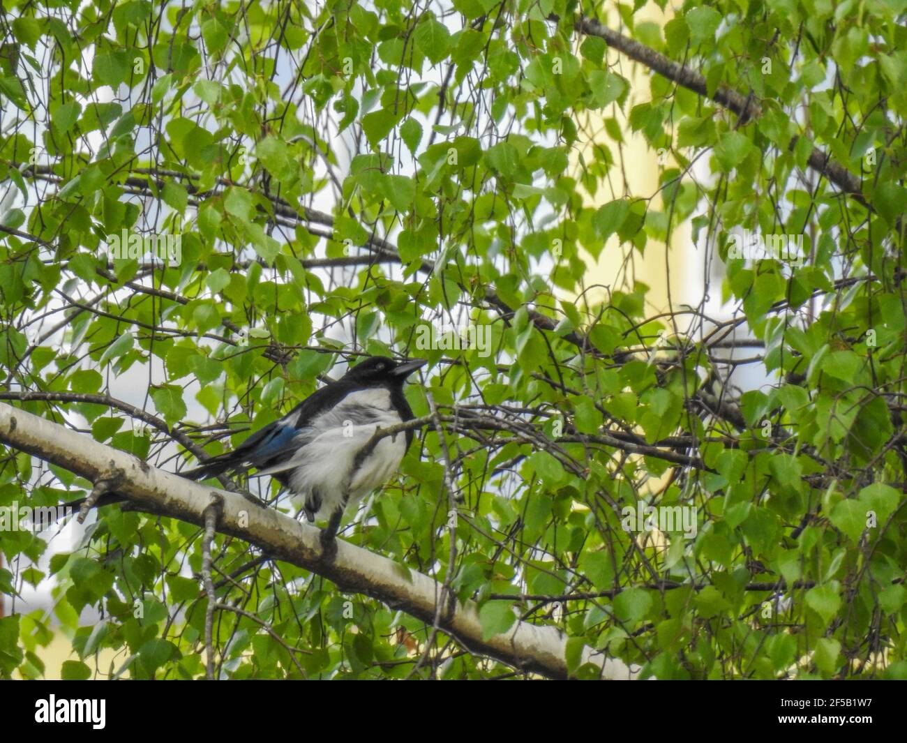 Indian robin bird singing hi-res stock photography and images - Alamy