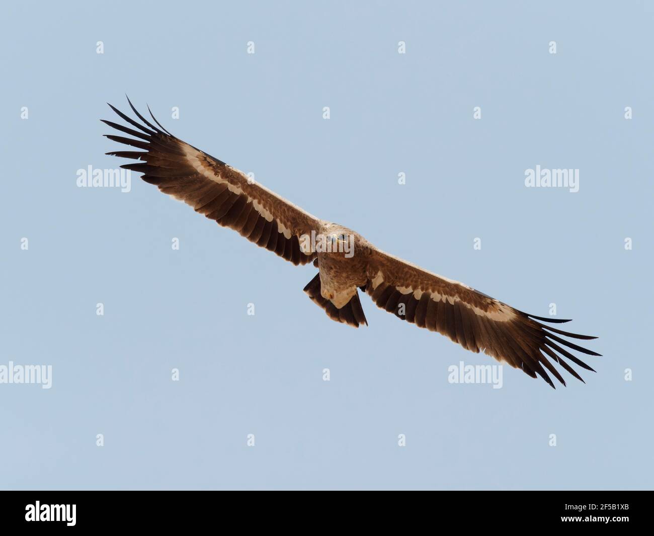 Steppe Eagle - in flight Aquila nipalensis Rajasthan, India BI031875 ...