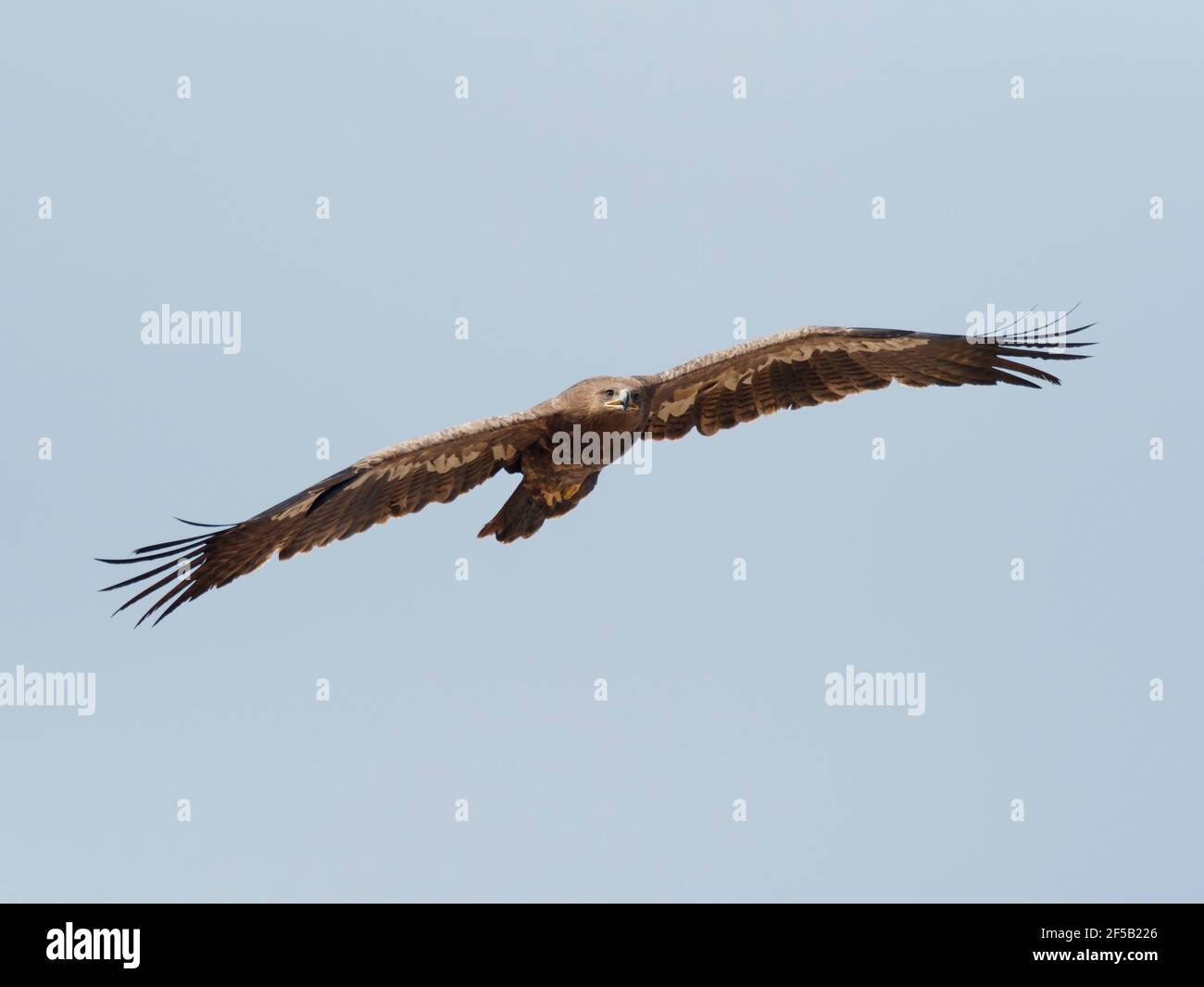 Indian Eagle Flying High Resolution Stock Photography and Images - Alamy