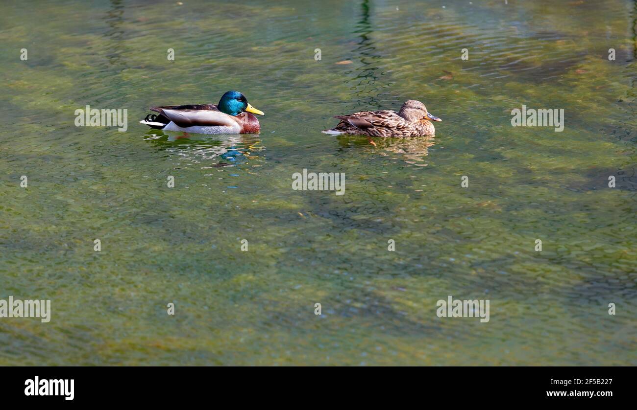 Calmly hi-res stock photography and images - Alamy