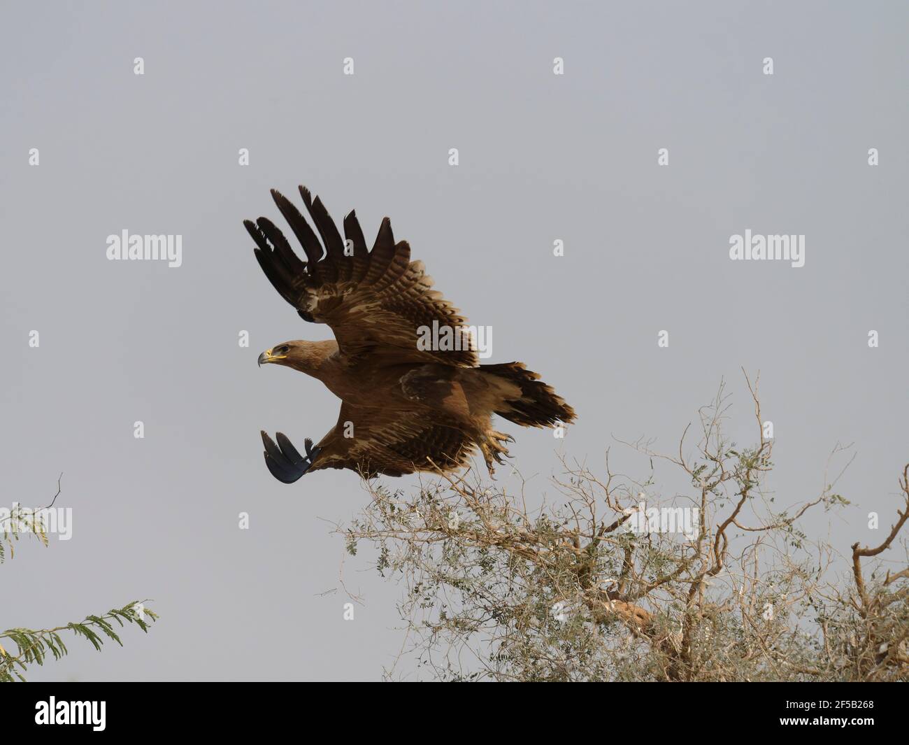 Steppe Eagle taking off Aquila nipalensis Rajasthan, India BI031882 ...