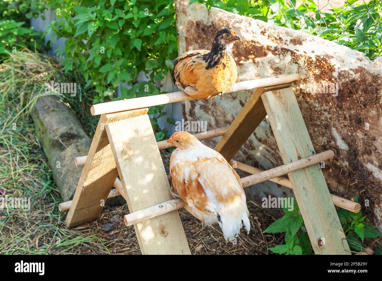 Free range chicken on organic animal farm freely grazing in yard on ...