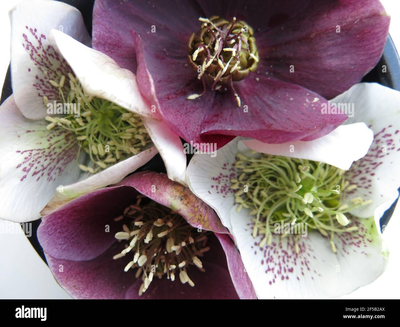 Aerial view of the cupped flowers of hellebores, Helleborus, in a ...