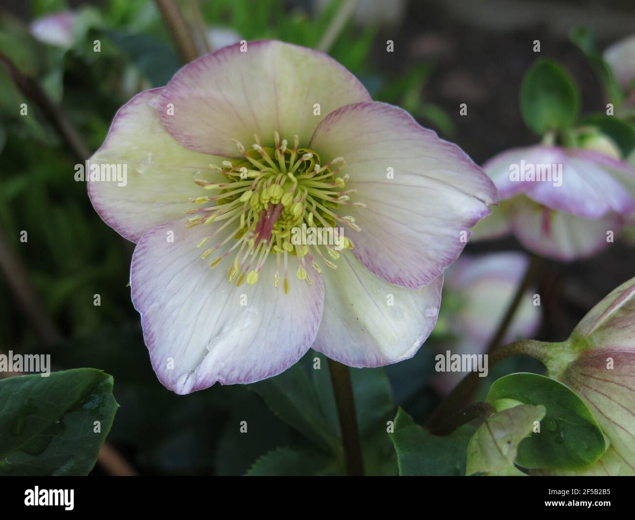 Close-up of a single flower of Helleborus, one of the first Spring ...