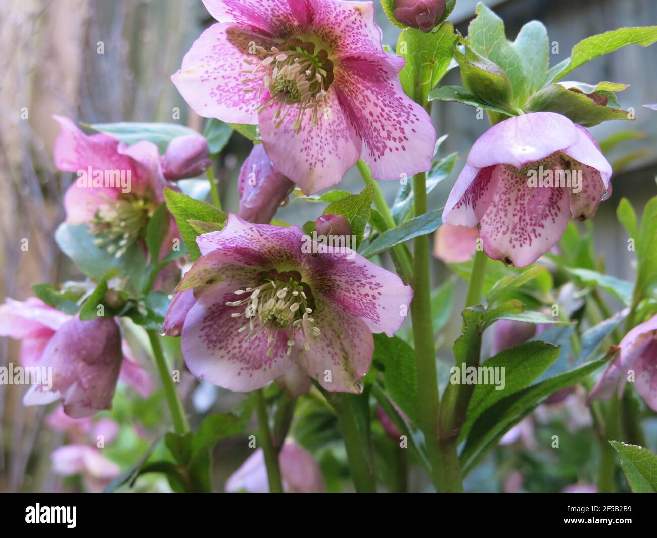 A clump of pale purple hellebores in bloom in the shady part of an ...