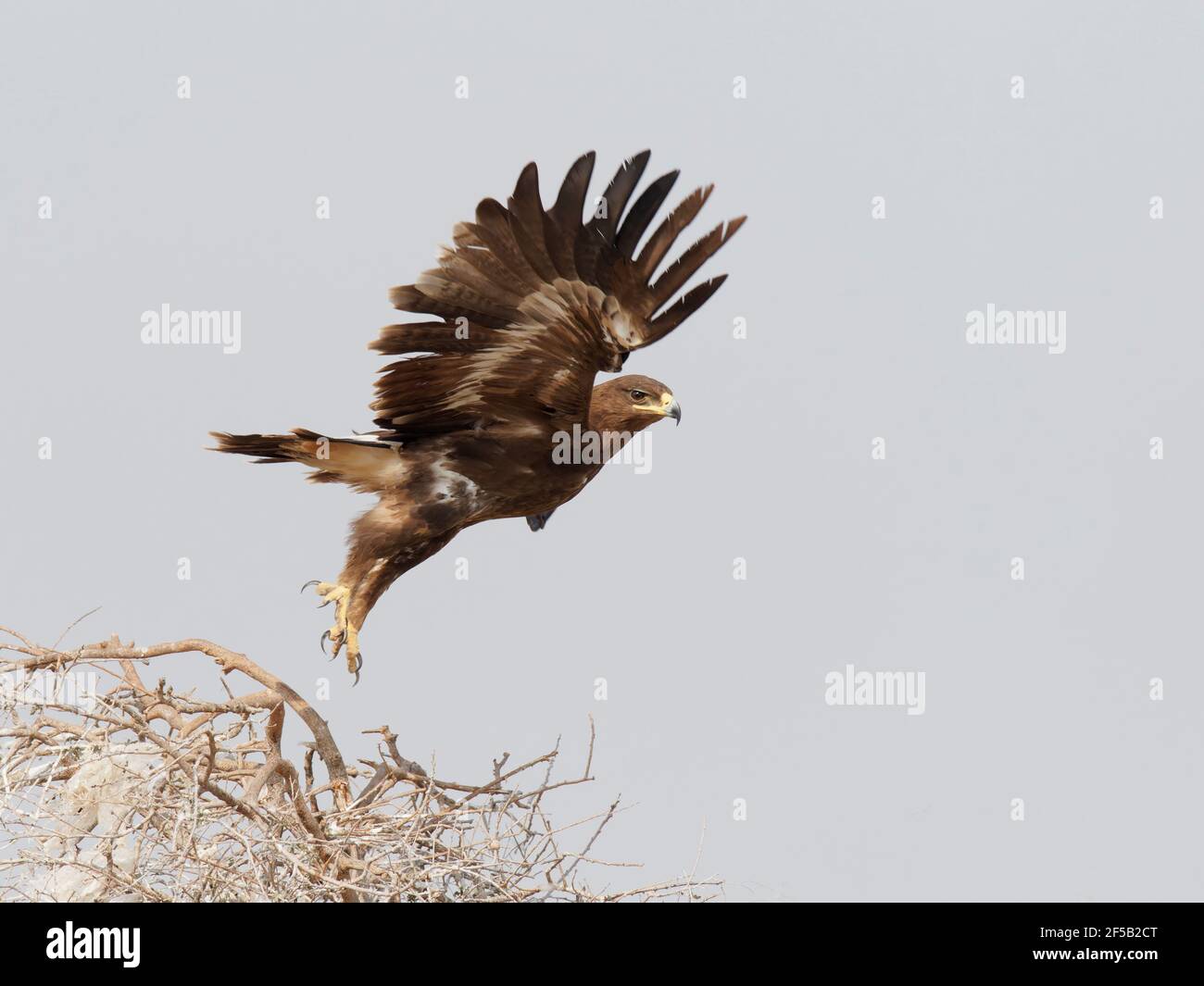 Steppe Eagle taking off Aquila nipalensis Rajasthan, India BI031887 ...
