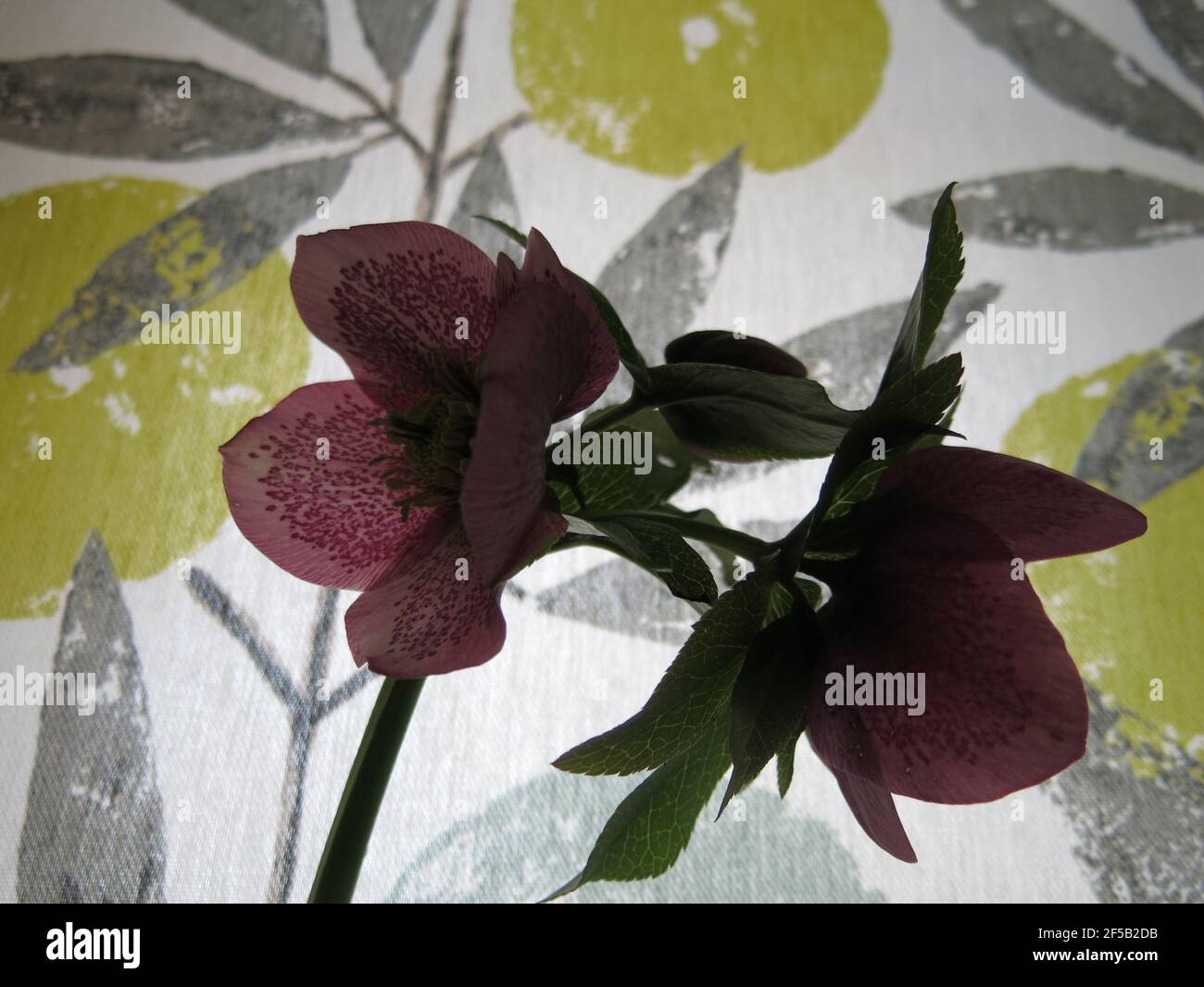 The blind side hi-res stock photography and images - Alamy