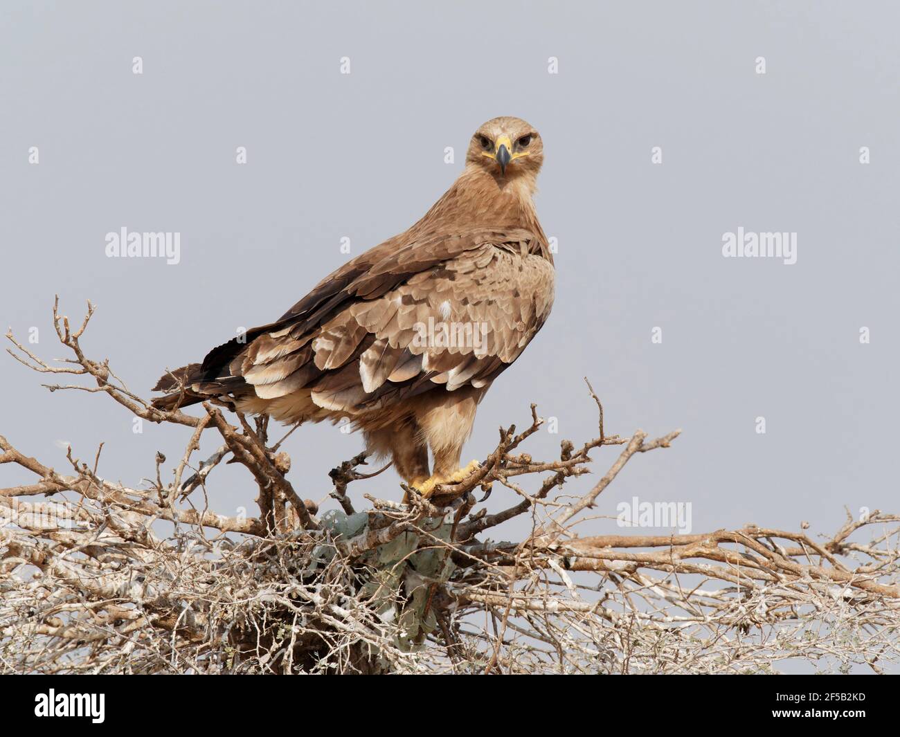 Steppe Eagle Aquila nipalensis Rajasthan, India BI031901 Stock Photo ...