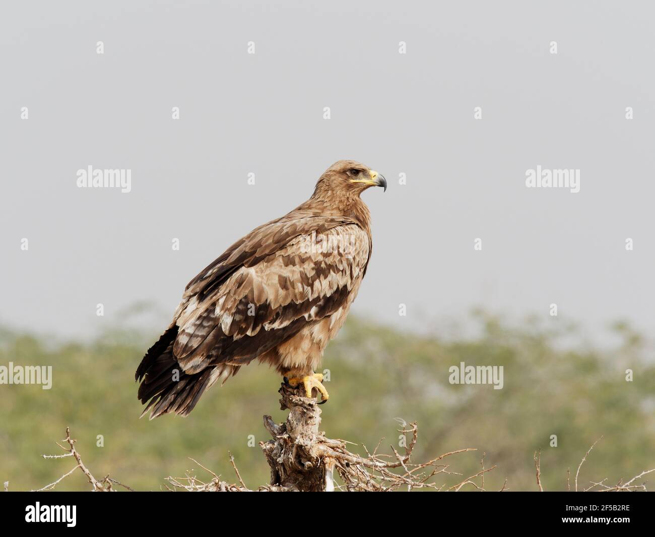 Steppe Eagle Aquila nipalensis Rajasthan, India BI031903 Stock Photo ...