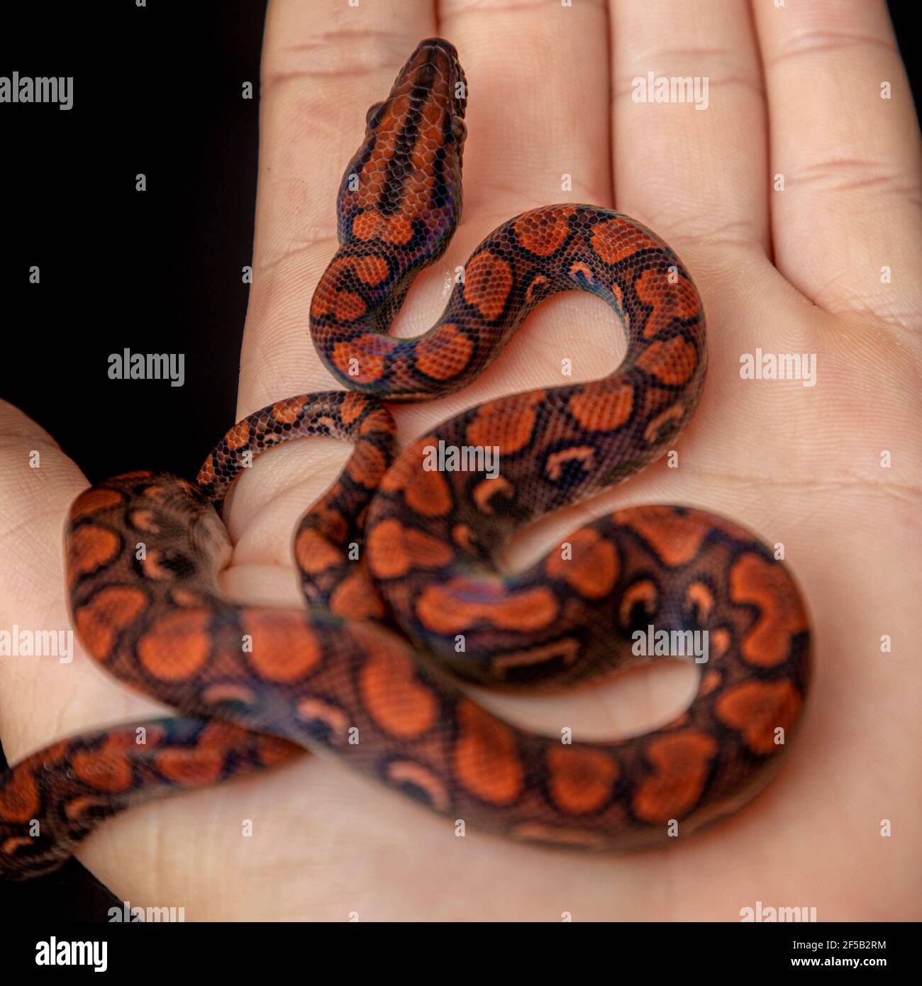 Epicrates cenchria is a boa species endemic to Central and South ...