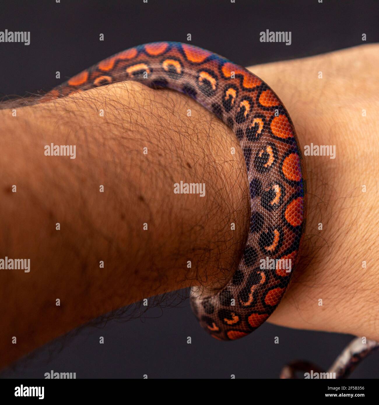 Epicrates cenchria is a boa species endemic to Central and South ...