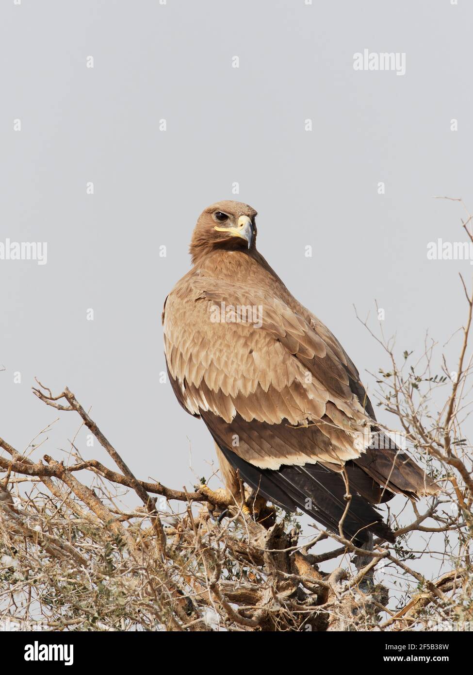 Steppe Eagle Aquila nipalensis Rajasthan, India BI031907 Stock Photo ...