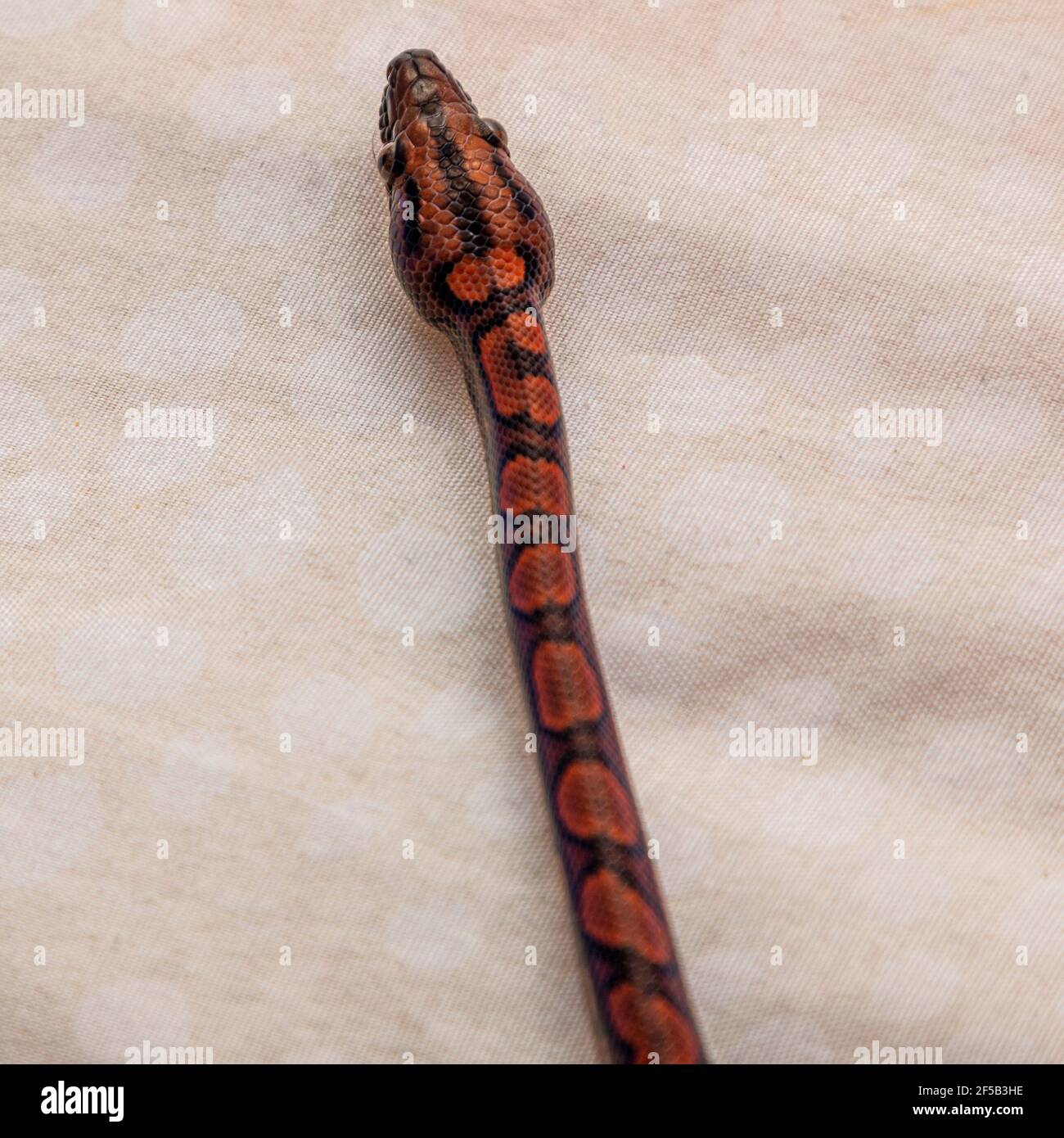 Epicrates cenchria is a boa species endemic to Central and South ...