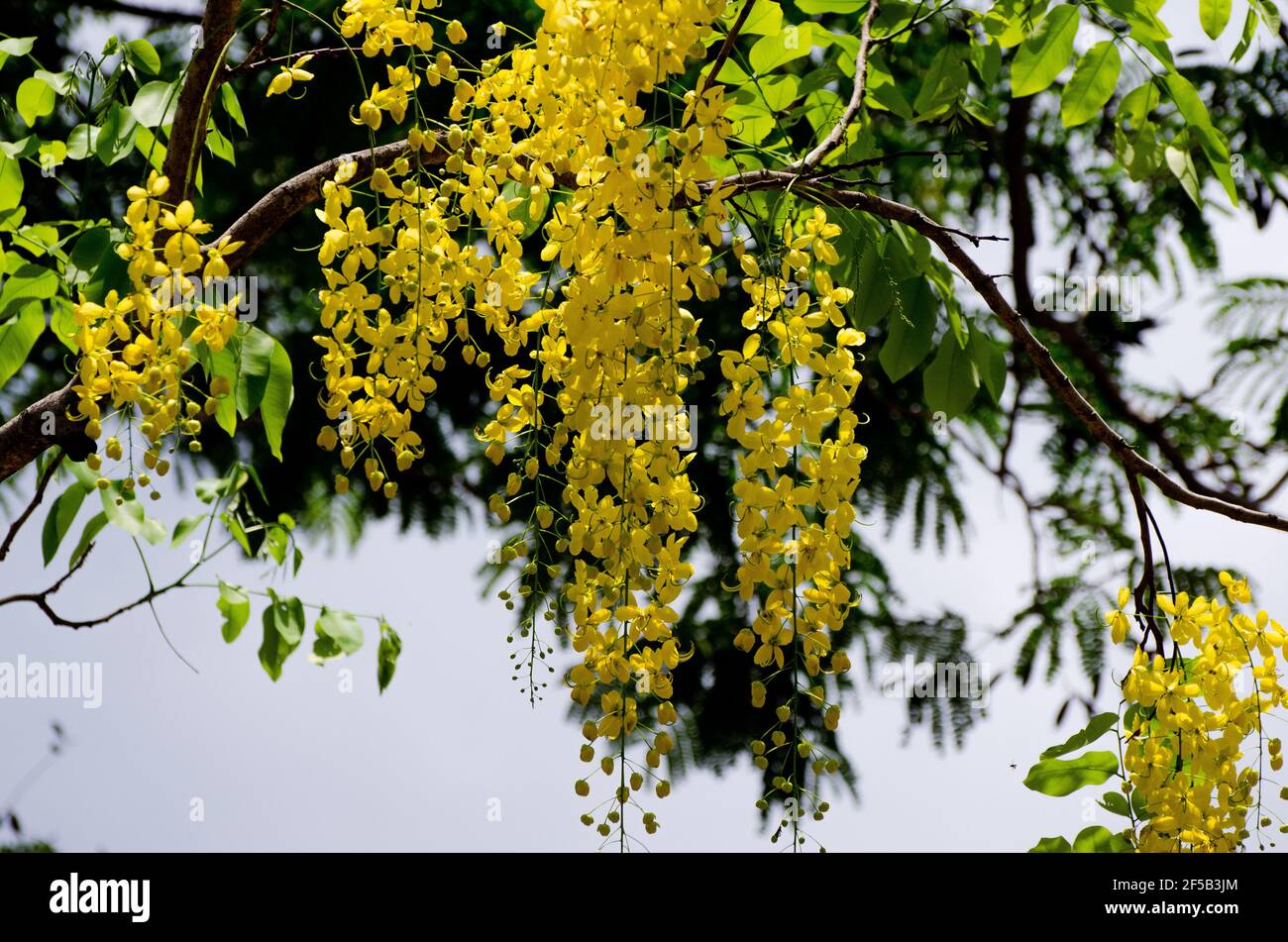 Yellow flower hanging on the tree Stock Photo - Alamy