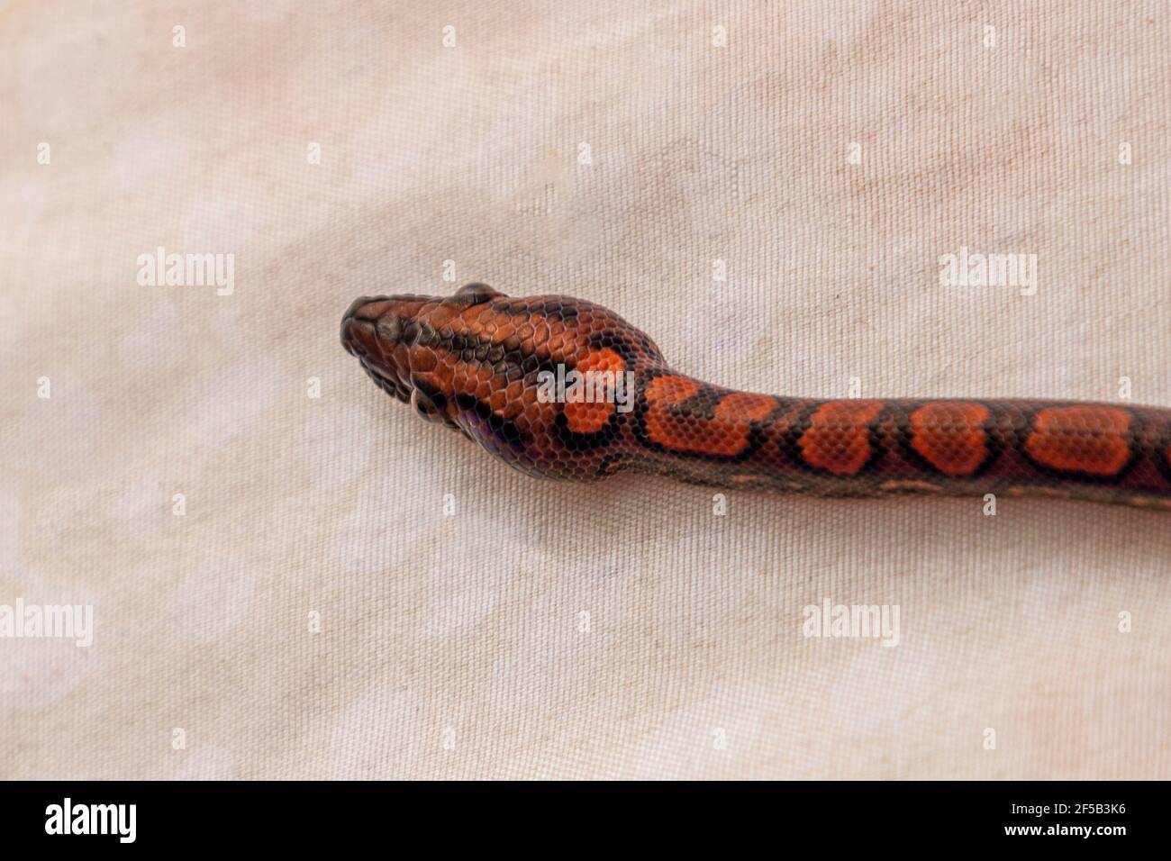 Epicrates cenchria is a boa species endemic to Central and South ...