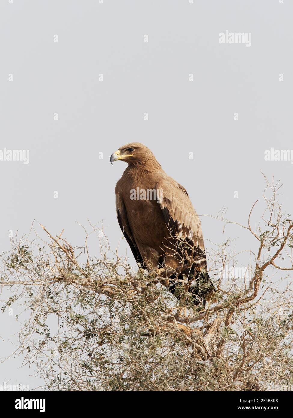 Steppe Eagle Aquila nipalensis Rajasthan, India BI031909 Stock Photo ...