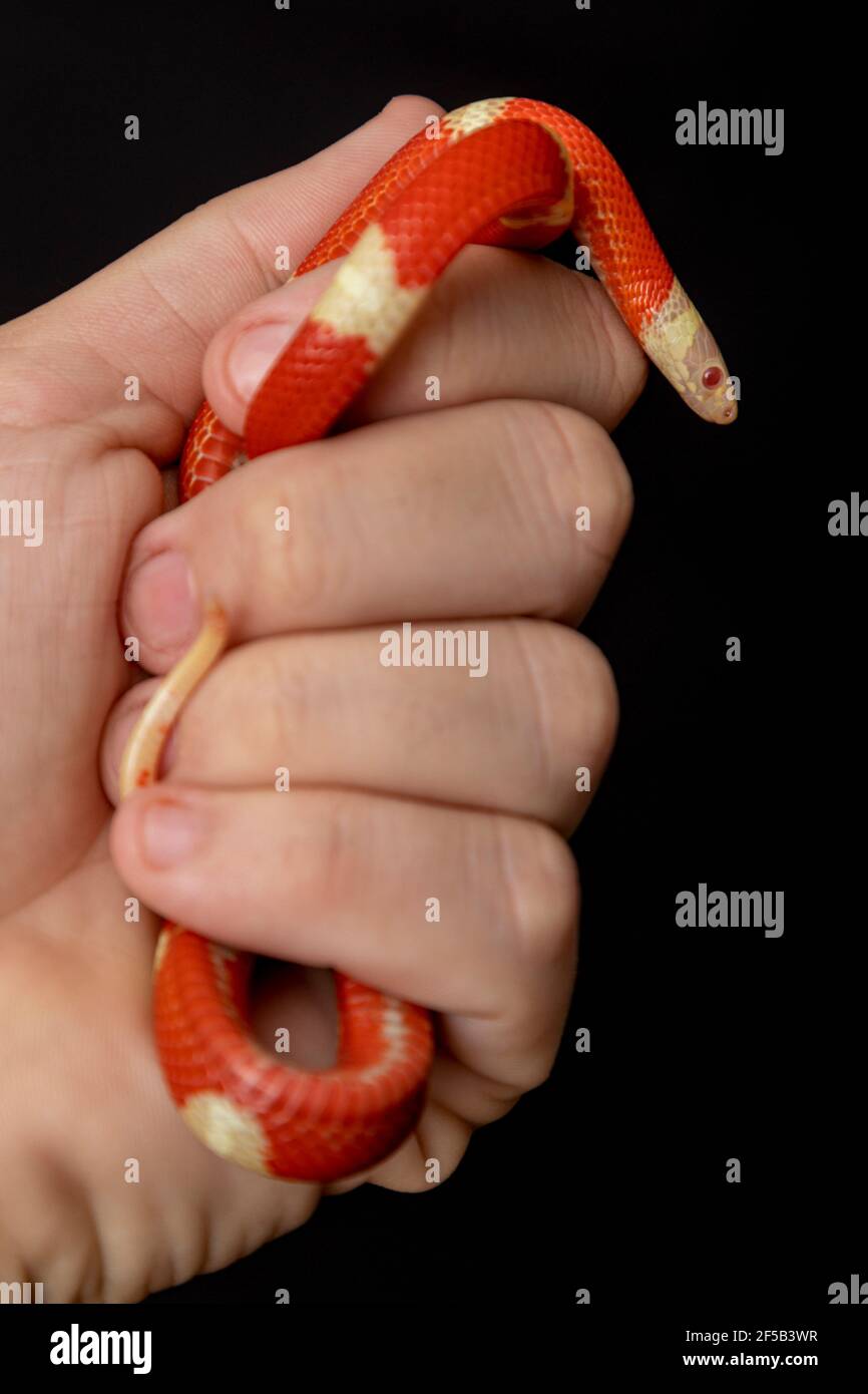 Lampropeltis triangulum, commonly known as the milk snake or milksnake ...