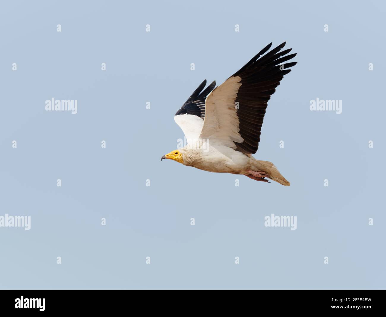 Egyptian Vulture - in flight Neophron percnopterus Rajasthan, India ...