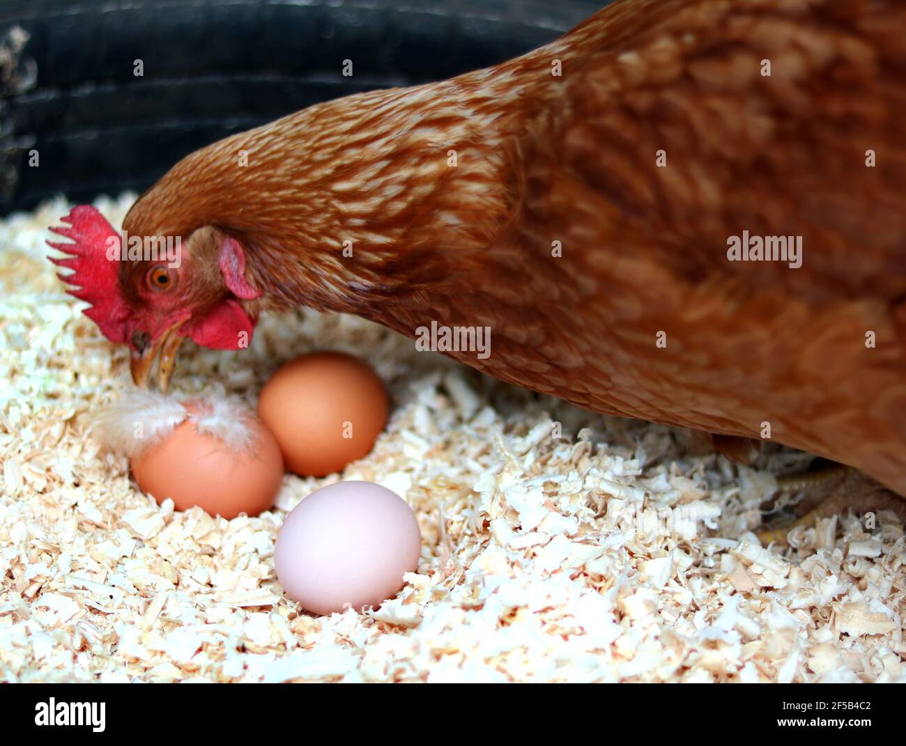 hen with eggs Stock Photo - Alamy