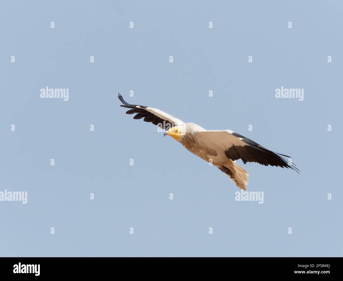 Indian vultures hi-res stock photography and images - Alamy