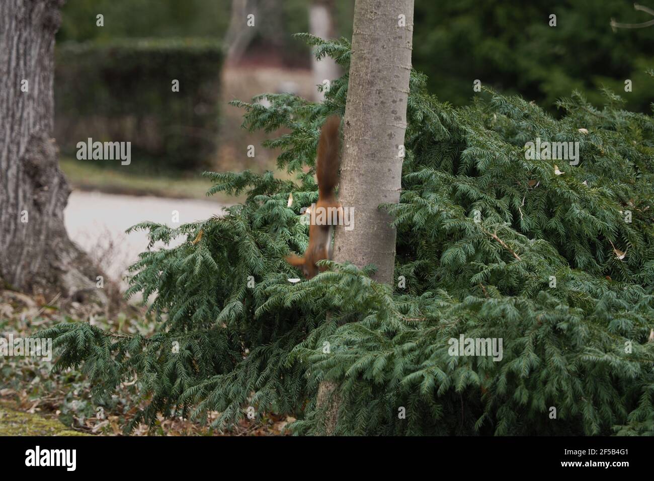 A red squirrel runs down a tree in Jena Stock Photo - Alamy