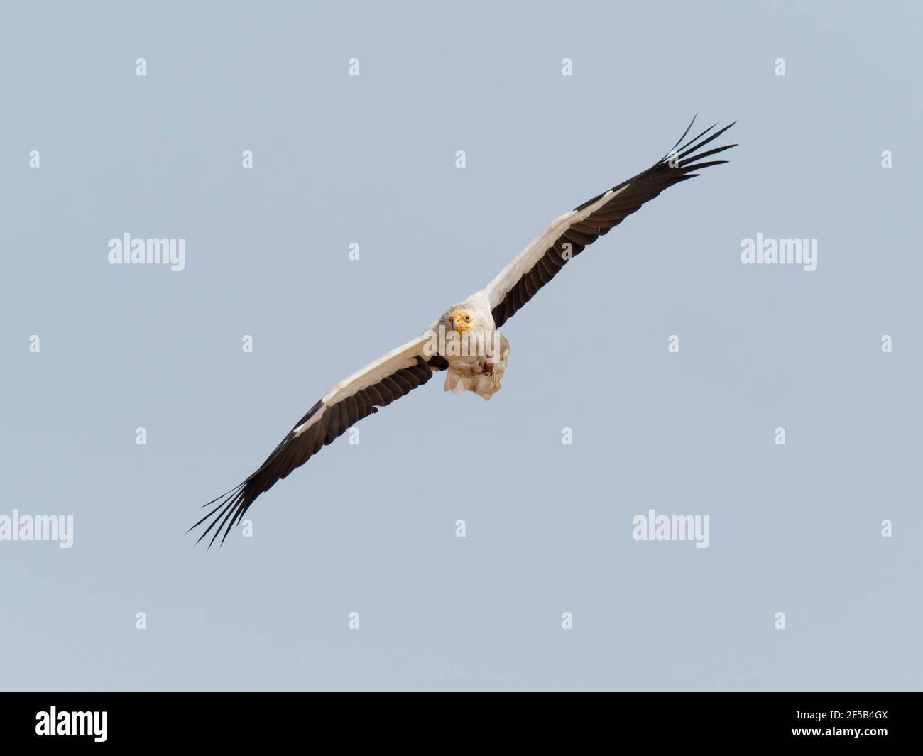 Egyptian Vulture - in flight Neophron percnopterus Rajasthan, India ...