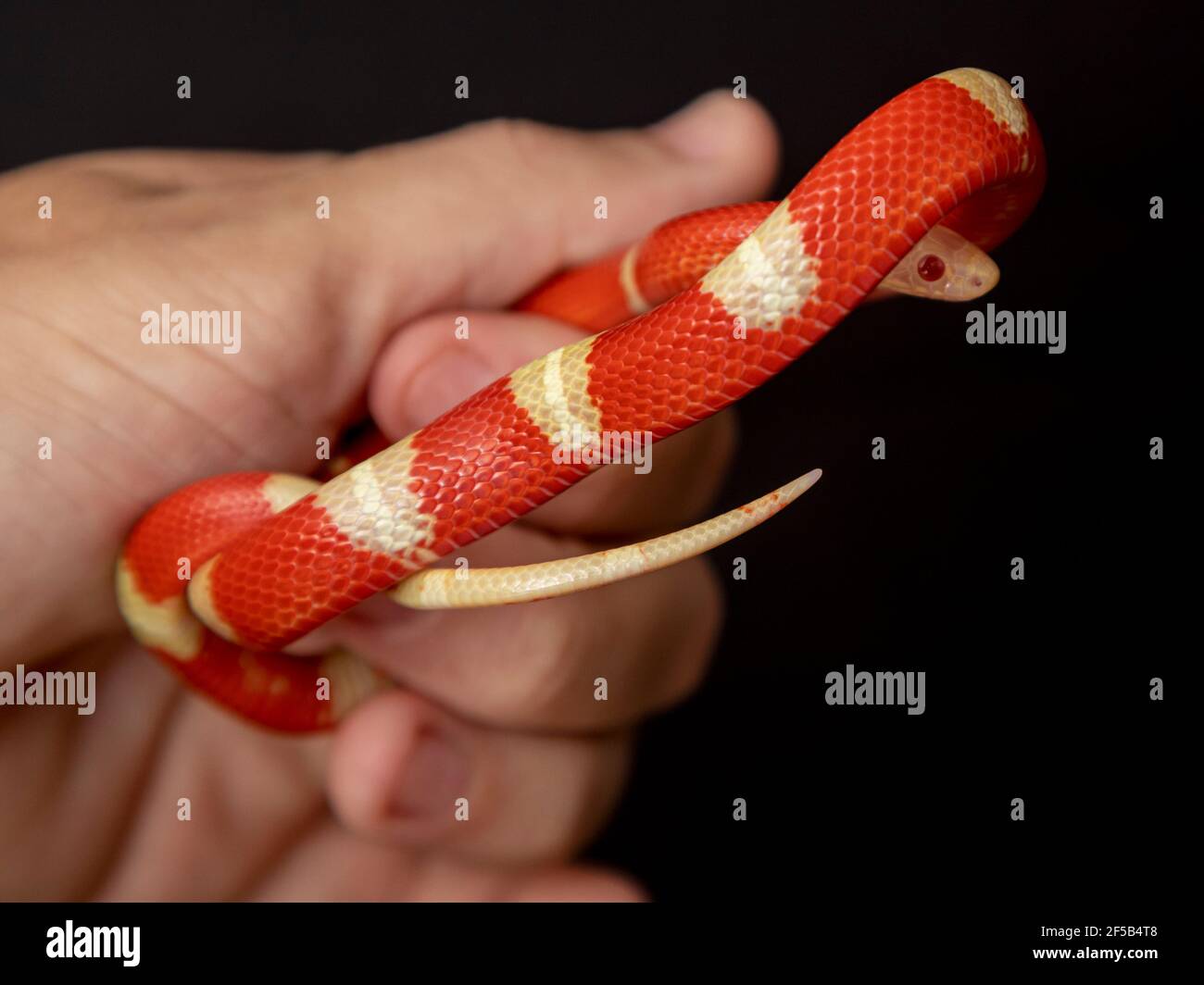 Lampropeltis triangulum, commonly known as the milk snake or milksnake ...